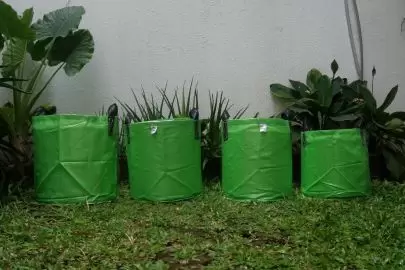 Ukuran Planter Bag Ideal untuk Tanaman Buah di Rumah